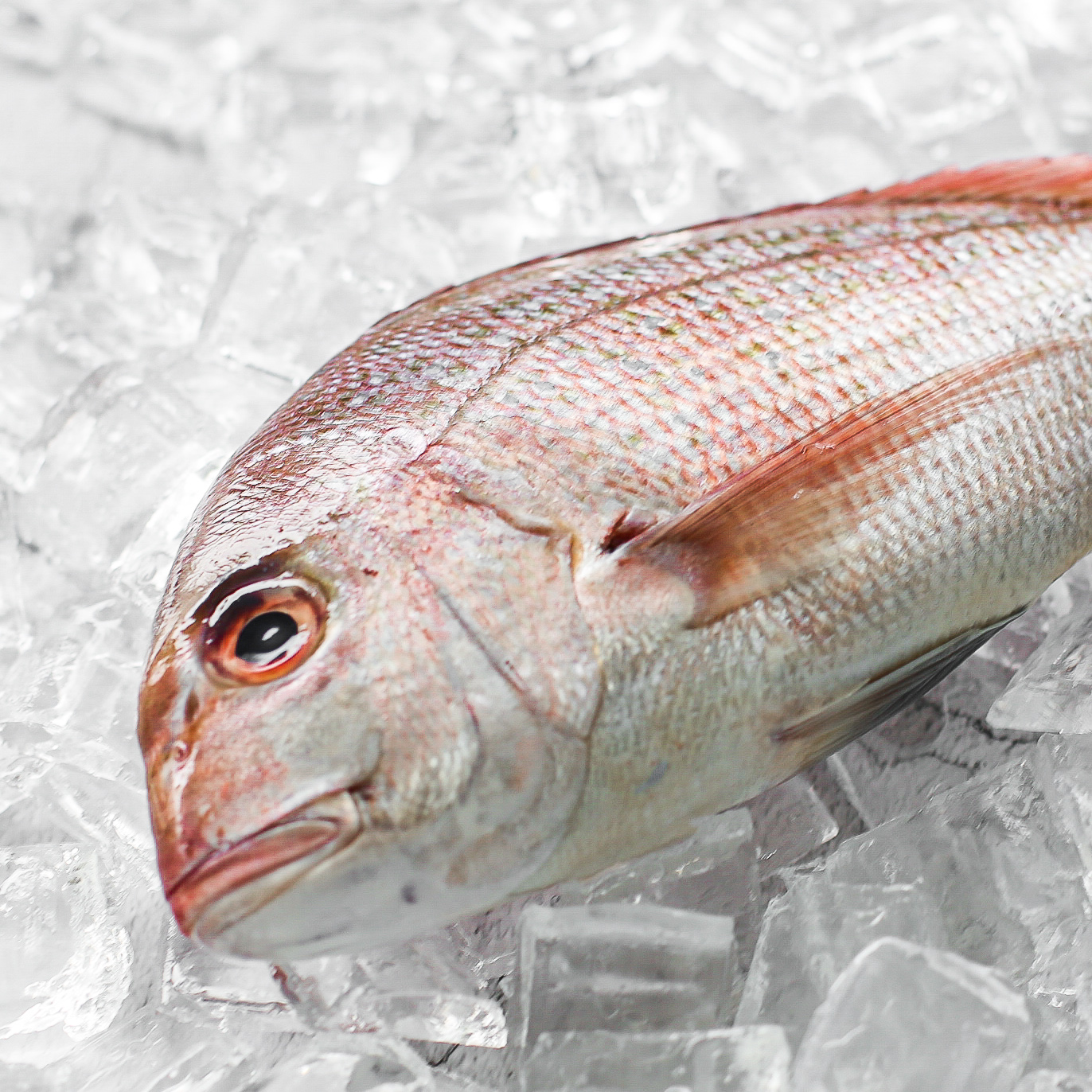 Whole NZ Snapper Small (550-650gram)