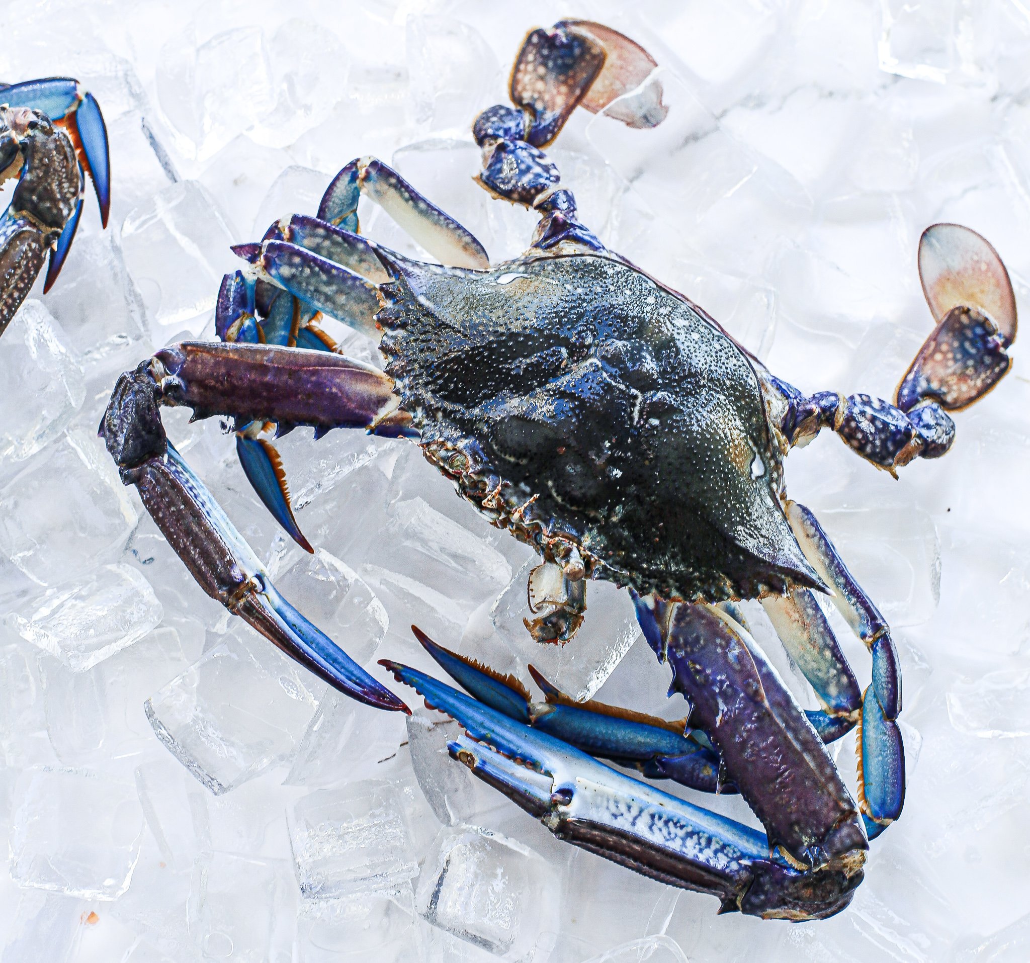 Green Blue Swimmer Crabs (3pcs)