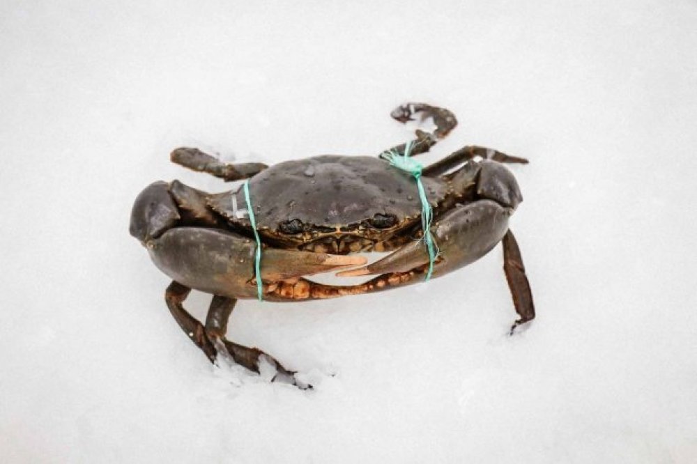 Live Mud Crab Male (1-1.1kg)